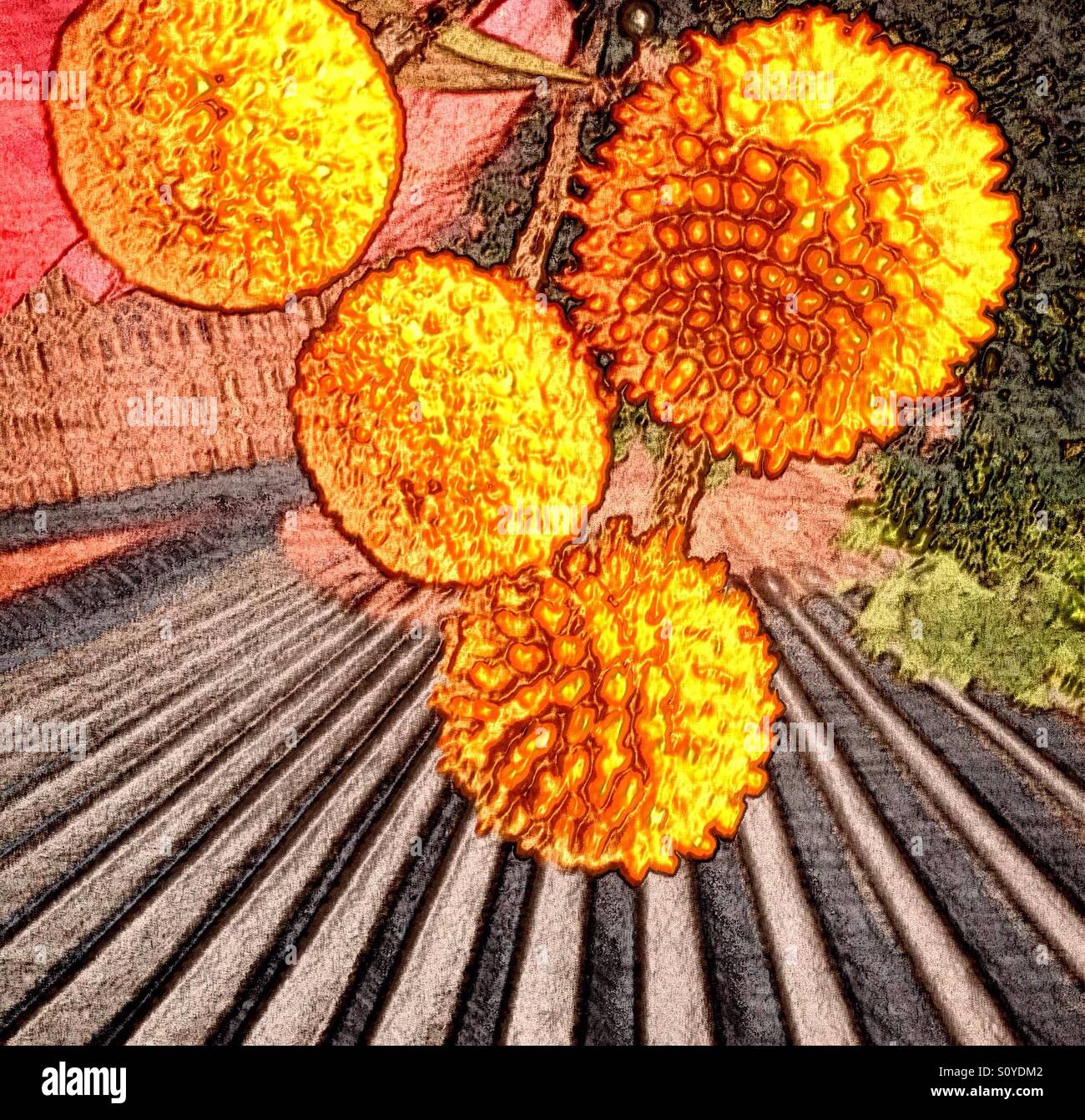 Yellow ball flowers Stock Photo - Alamy