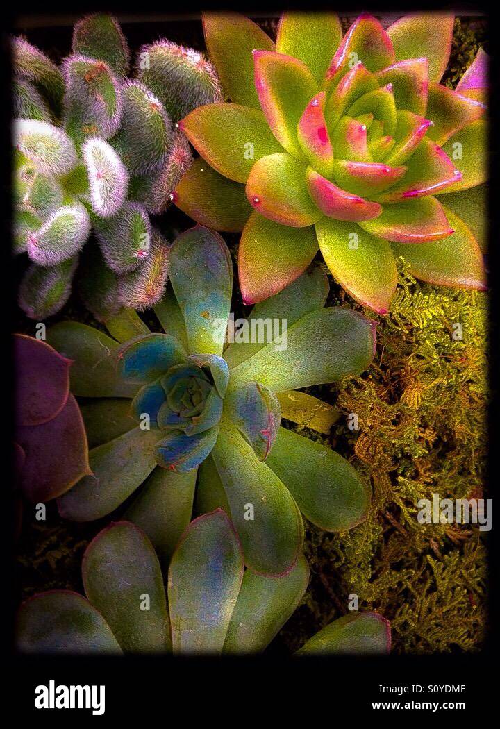 Colorful Succulents High Resolution Stock Photography and Images - Alamy