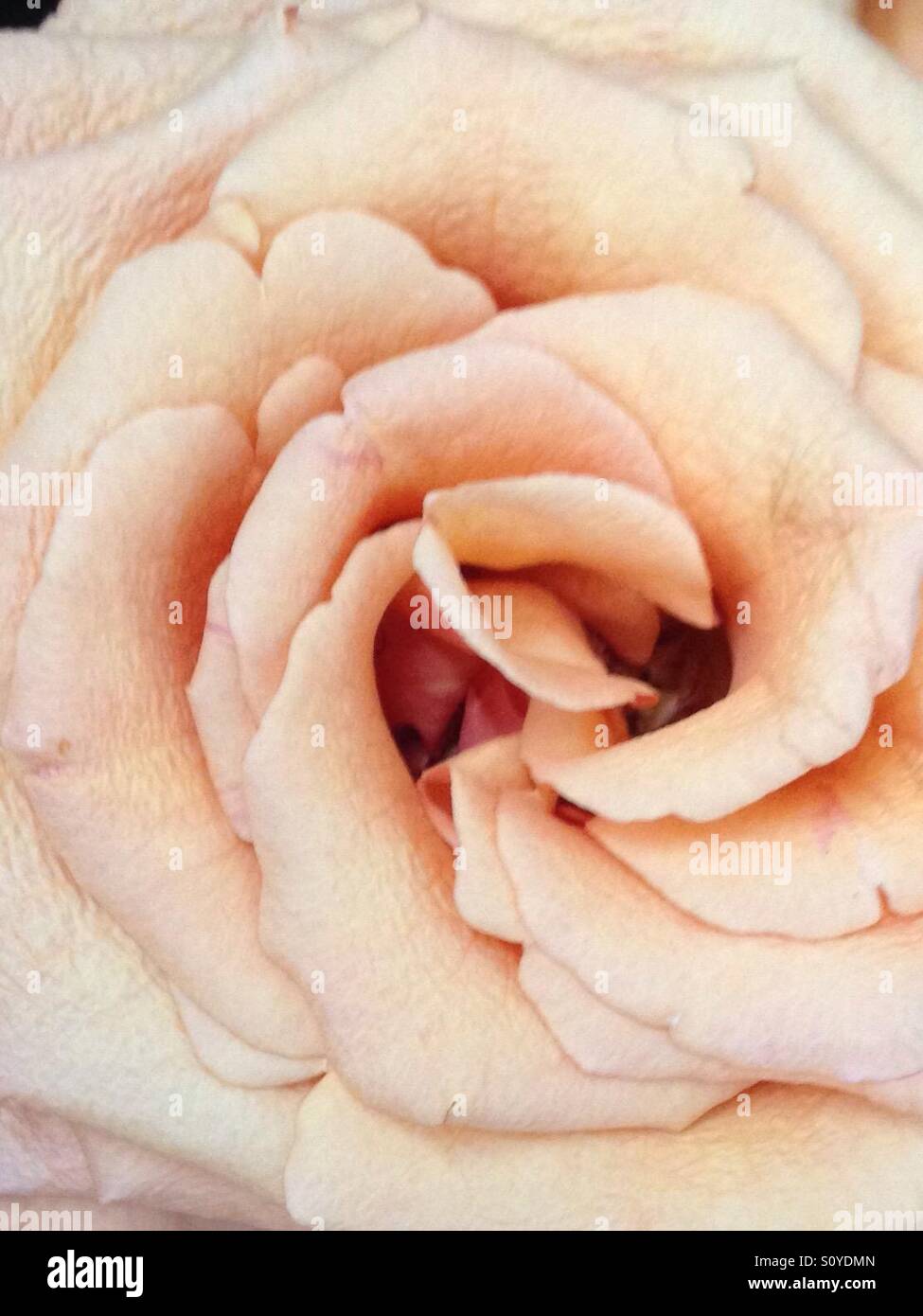 Dusty pink rose hi-res stock photography and images - Alamy