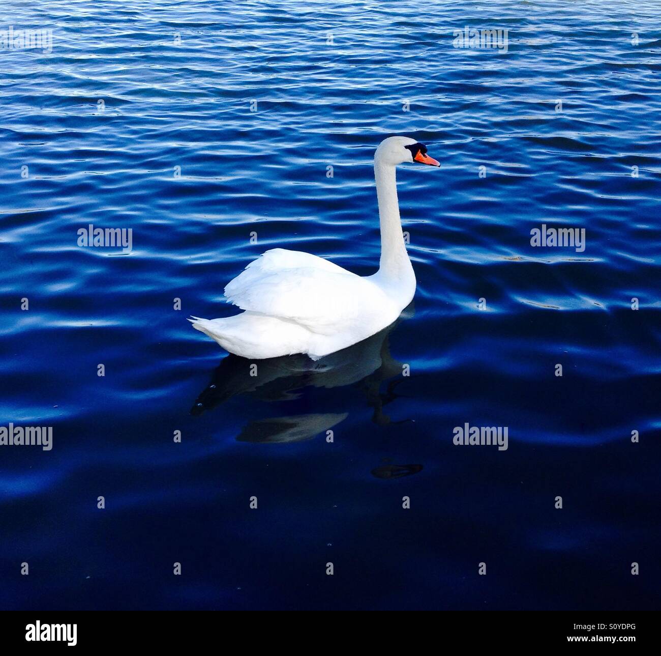 Gracious bird hi-res stock photography and images - Alamy