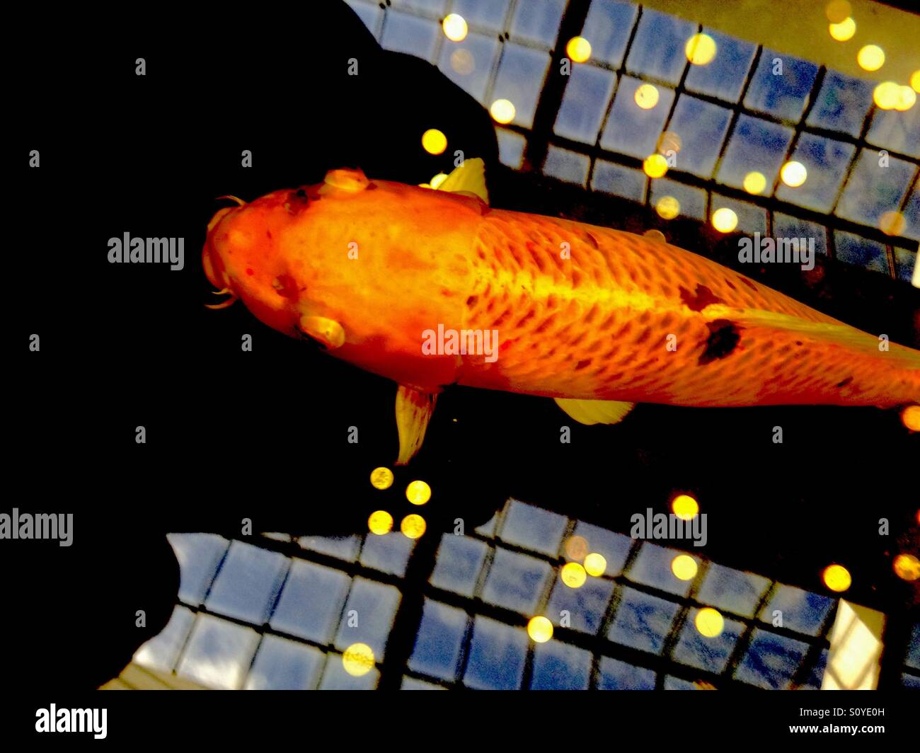 Japanese Koi Fish Stock Photo - Alamy