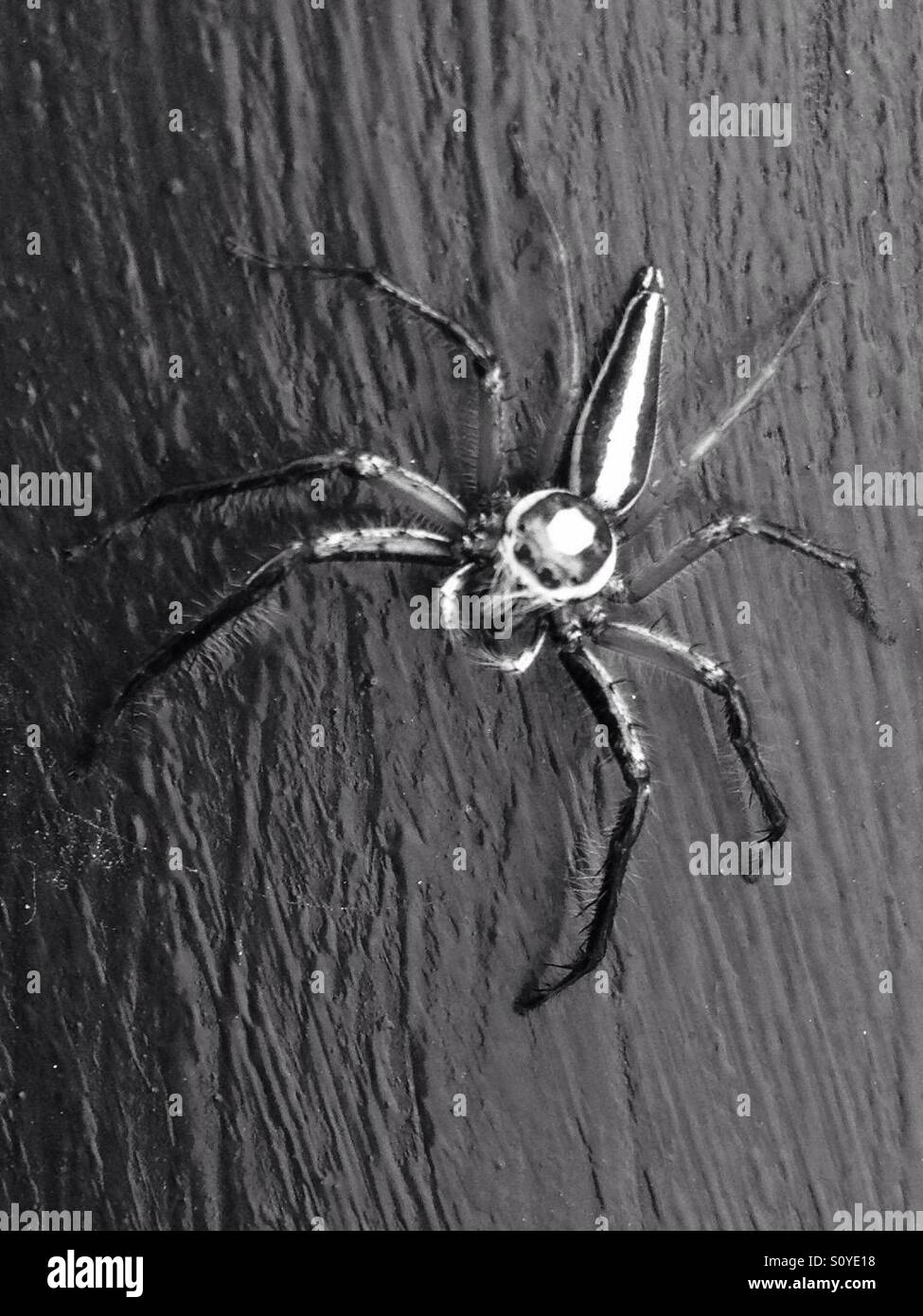 Black and white photo of a spider Stock Photo - Alamy
