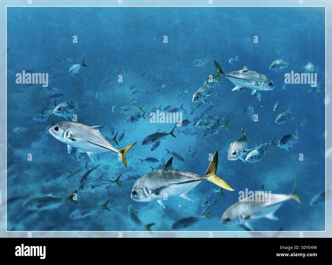 Caught fish bahamas hi-res stock photography and images - Alamy