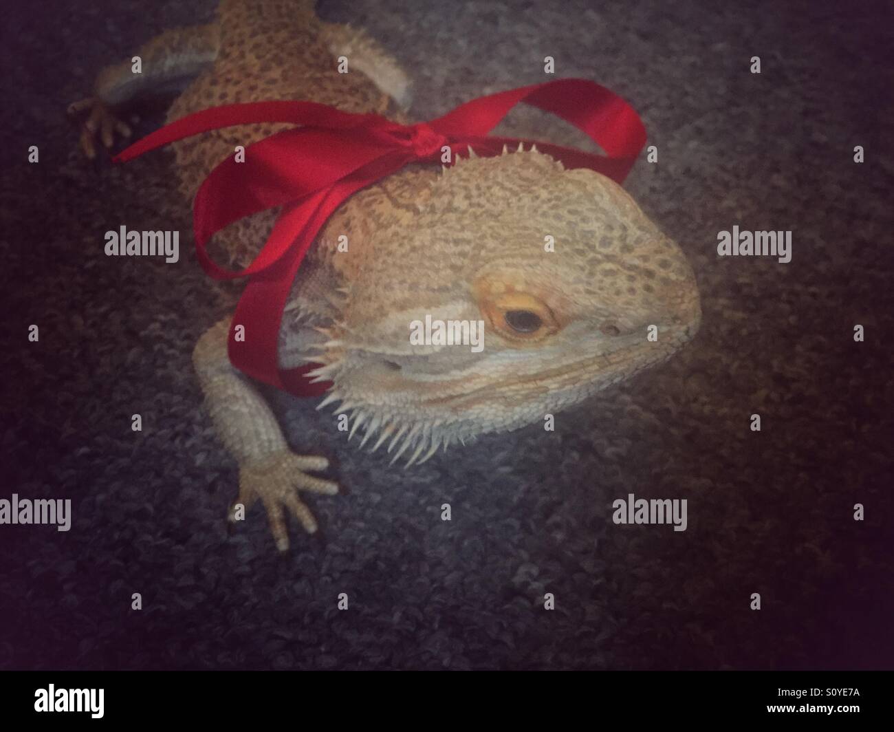 Red ribbon around neck hi-res stock photography and images - Alamy