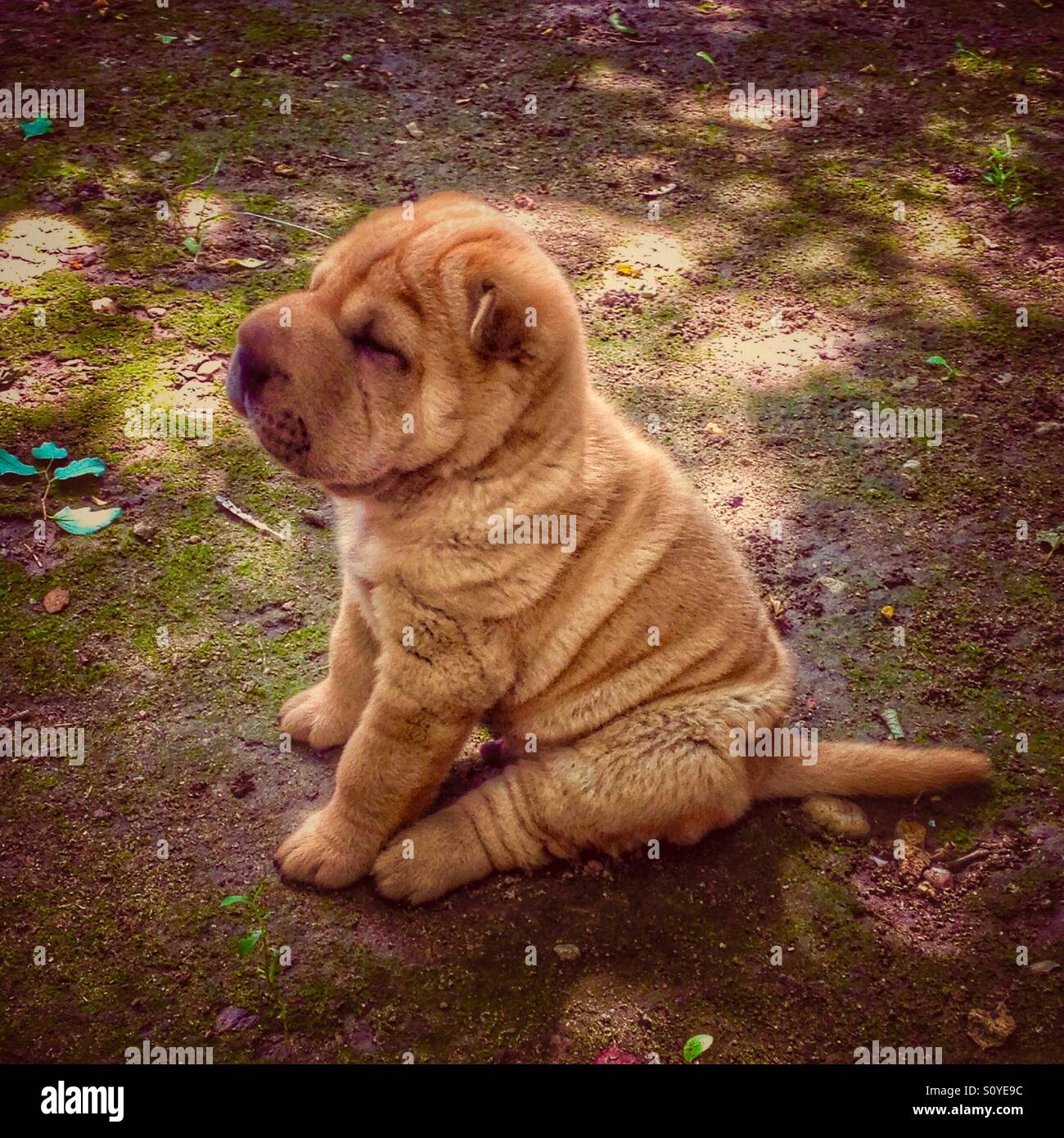 Yellow Shar Pei puppy sitting on the ground Stock Photo - Alamy