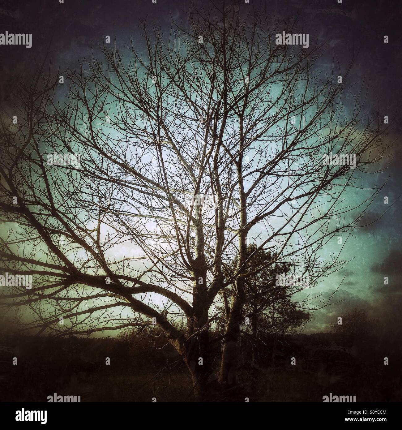 Tree in the shadows Stock Photo - Alamy