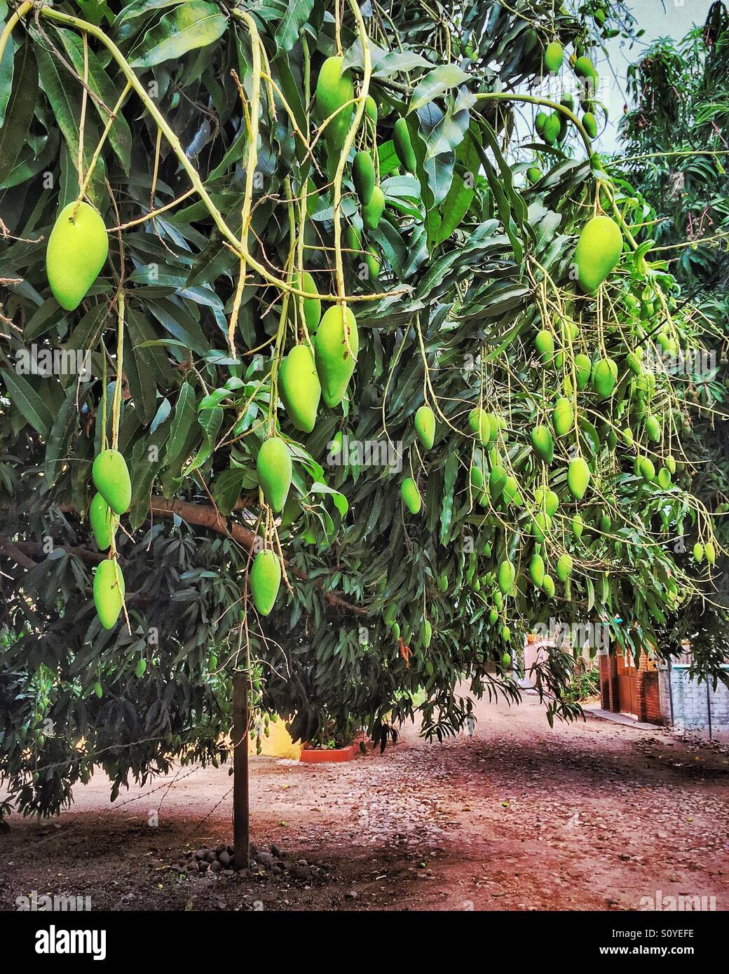 A tree full of mangoes bears its load over a rural street in Nayarit ...