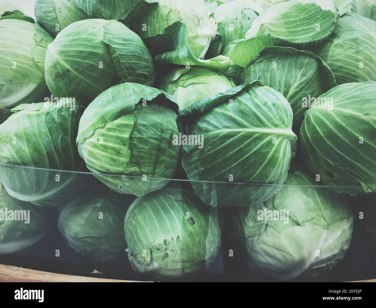 Green organic cabbage direct from local farm Stock Photo - Alamy