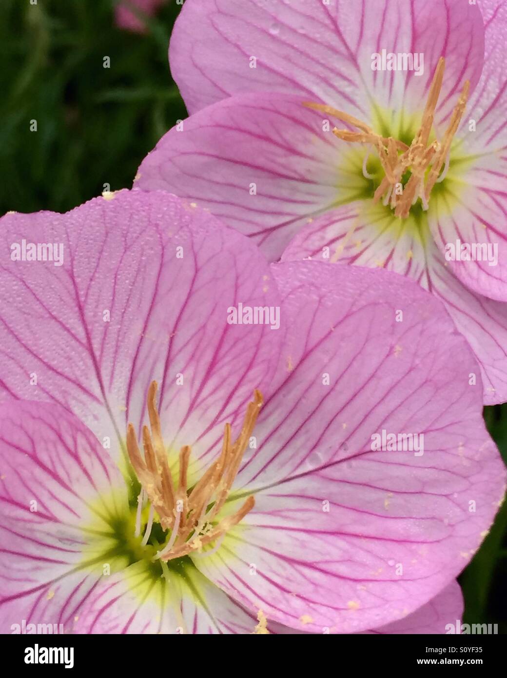 Pink evening primrose hi-res stock photography and images - Alamy