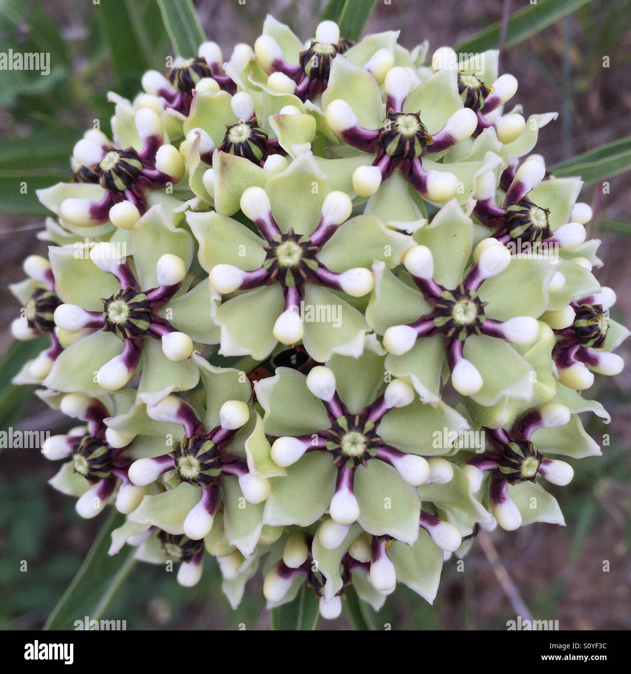 Antelope horn milkweed Stock Photo - Alamy