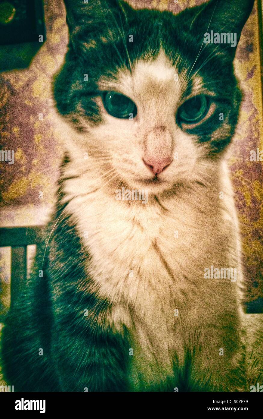 Grumpy face cat hi-res stock photography and images - Alamy