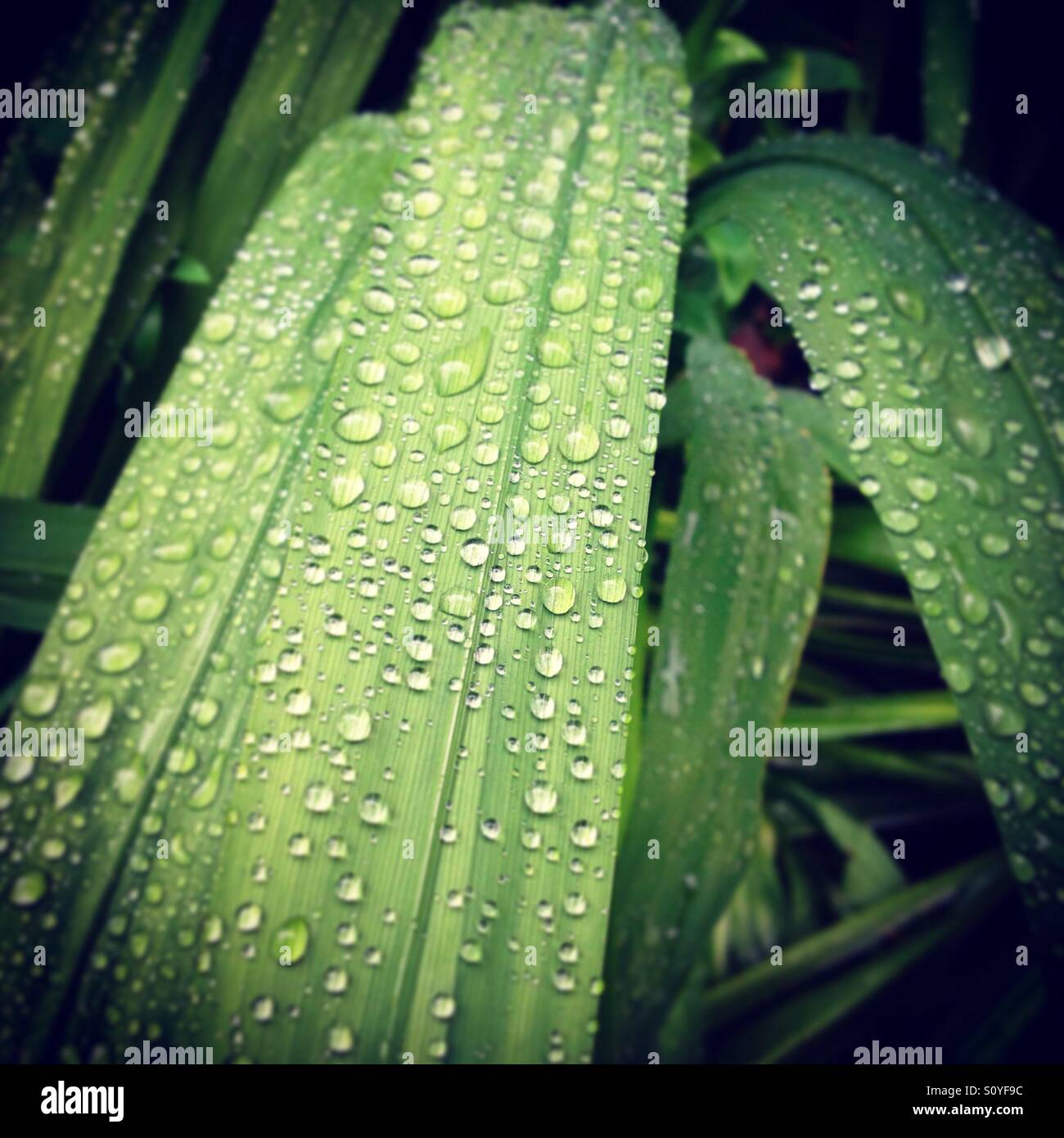 Rain drops on plant Stock Photo - Alamy