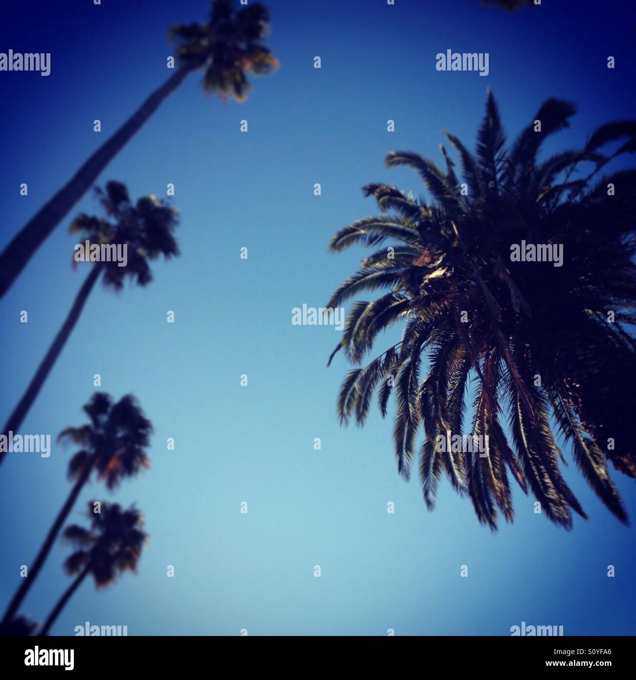 Berkeley california trees hi-res stock photography and images - Alamy