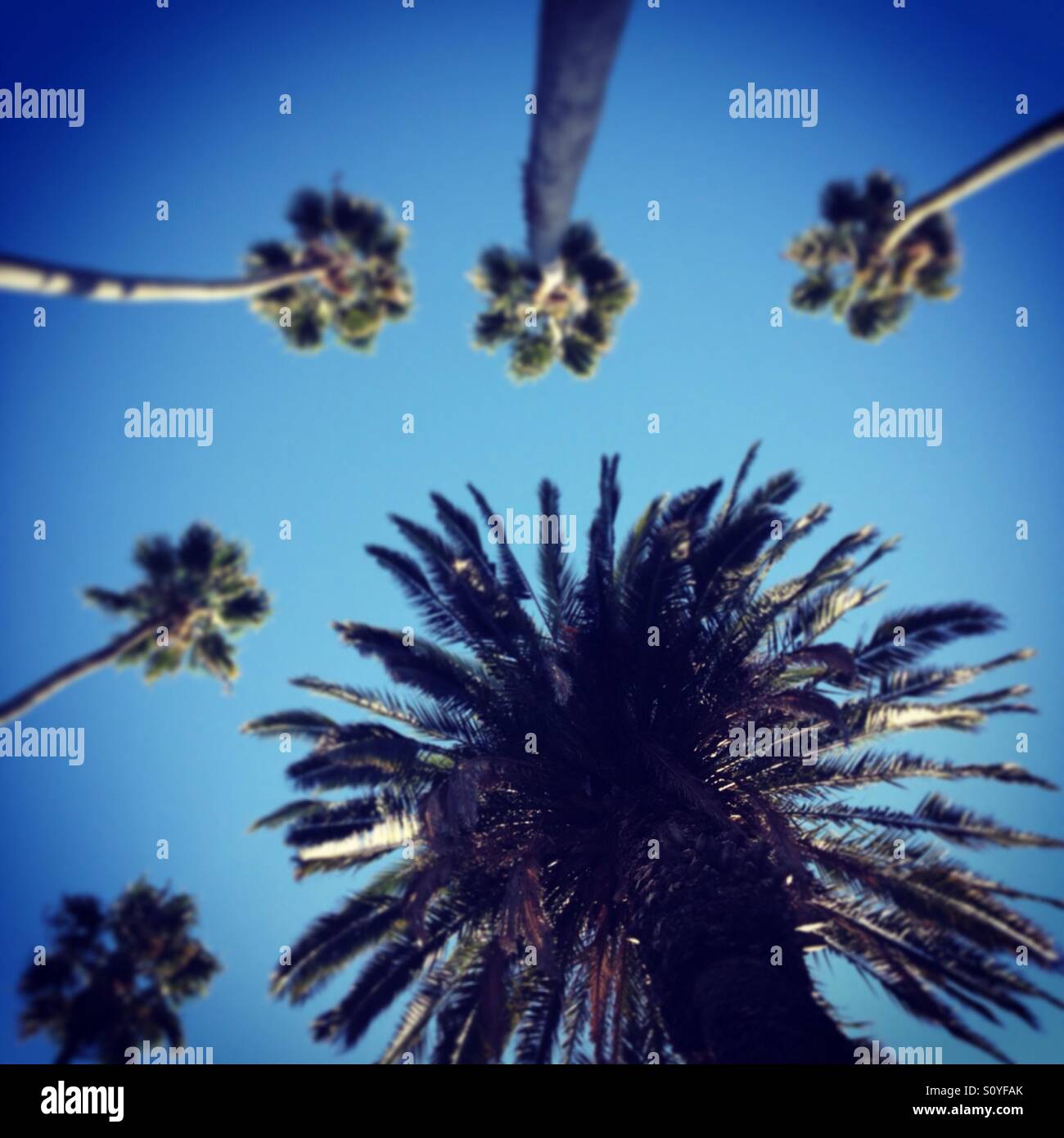 Berkeley california trees hi-res stock photography and images - Alamy