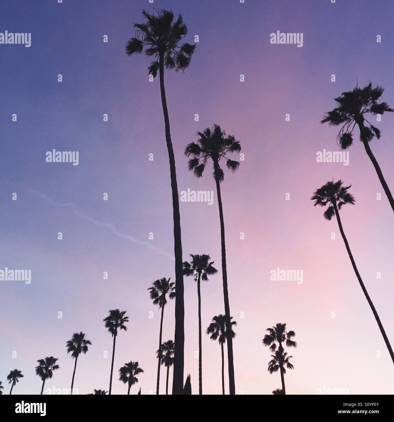 Multiple Palm Trees High Resolution Stock Photography and Images - Alamy