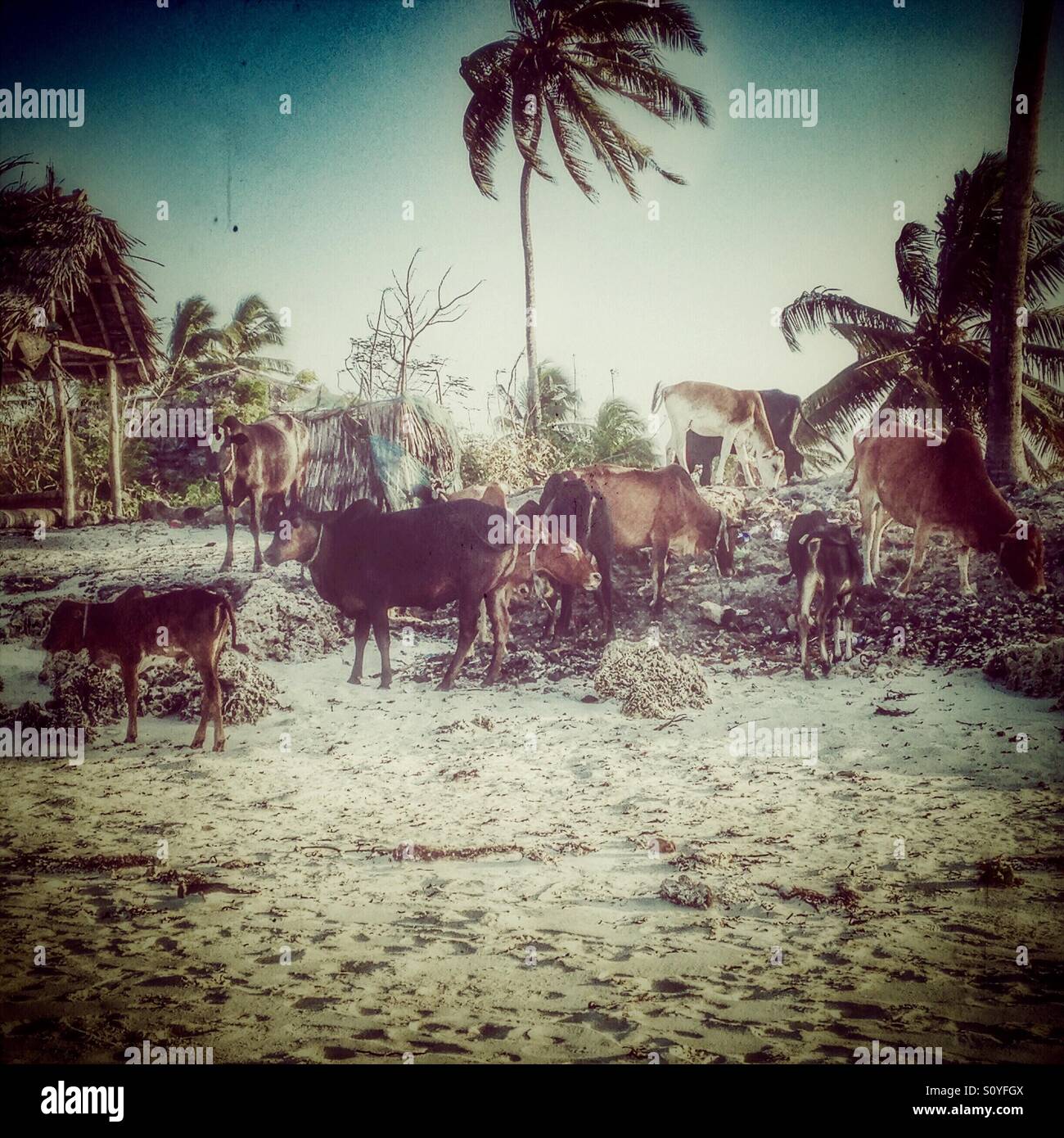 Africa Cows Beach High Resolution Stock Photography and Images - Alamy