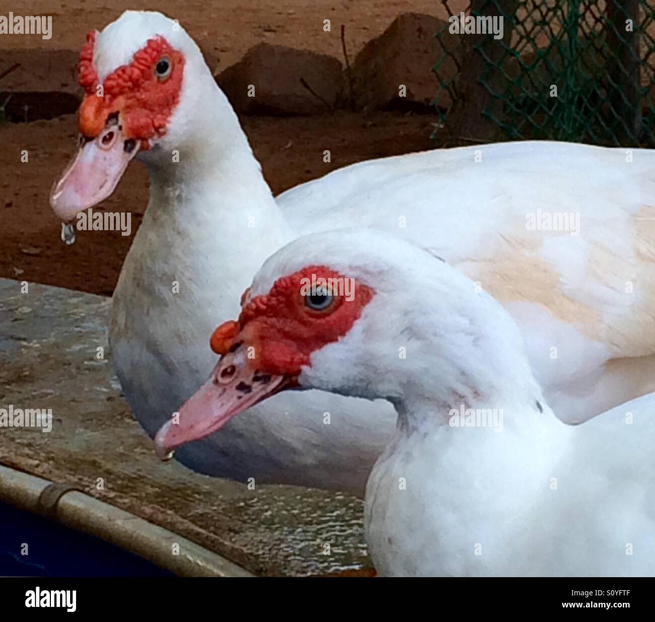 White ducks pond hi-res stock photography and images - Alamy