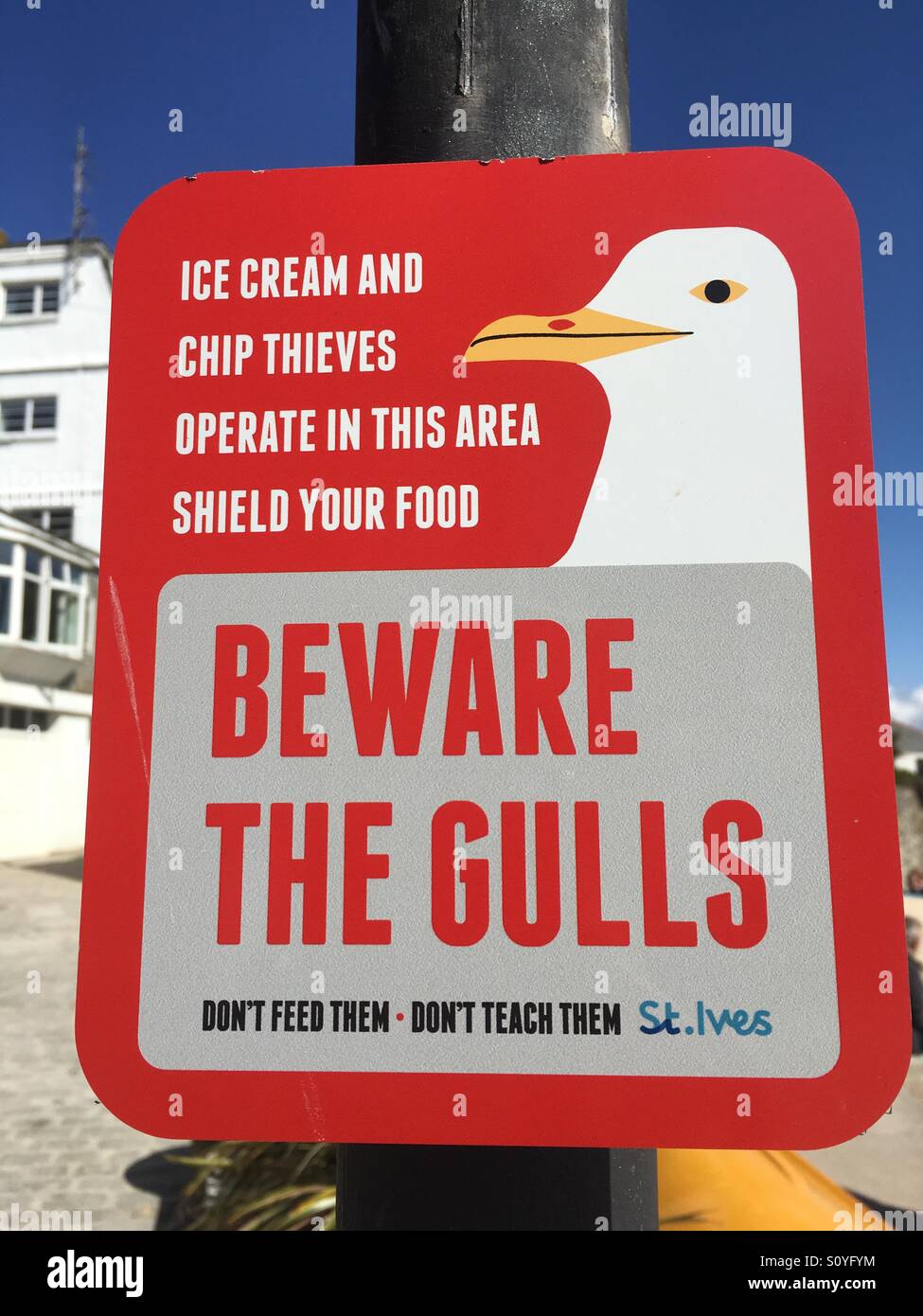 Seagull chips st ives hi-res stock photography and images - Alamy