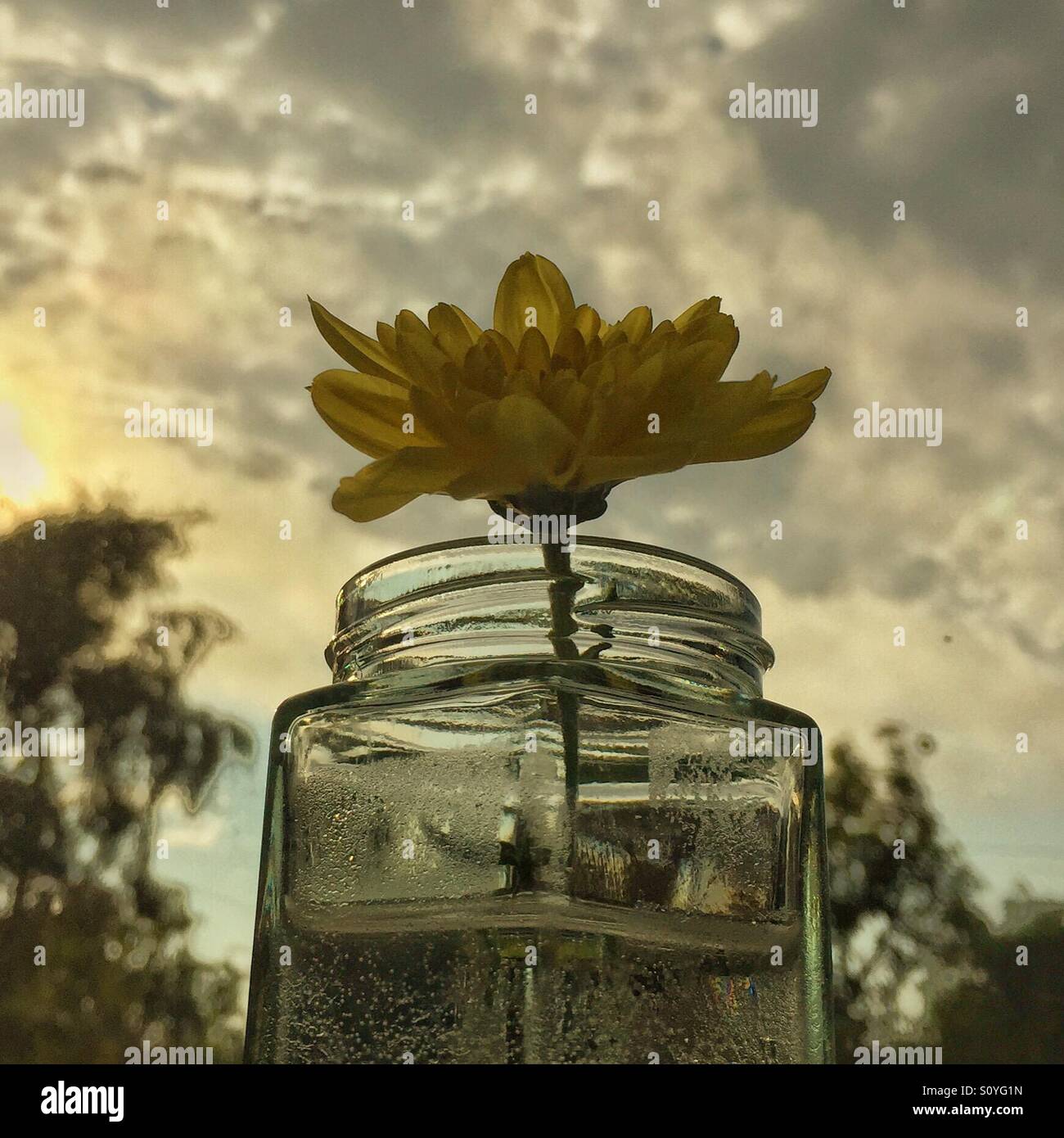 Flower alone hi-res stock photography and images - Alamy