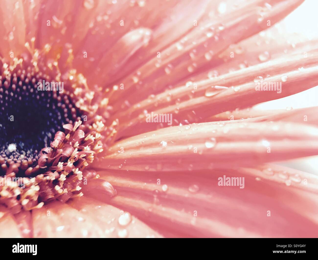 Gerbera daisy center hi-res stock photography and images - Alamy
