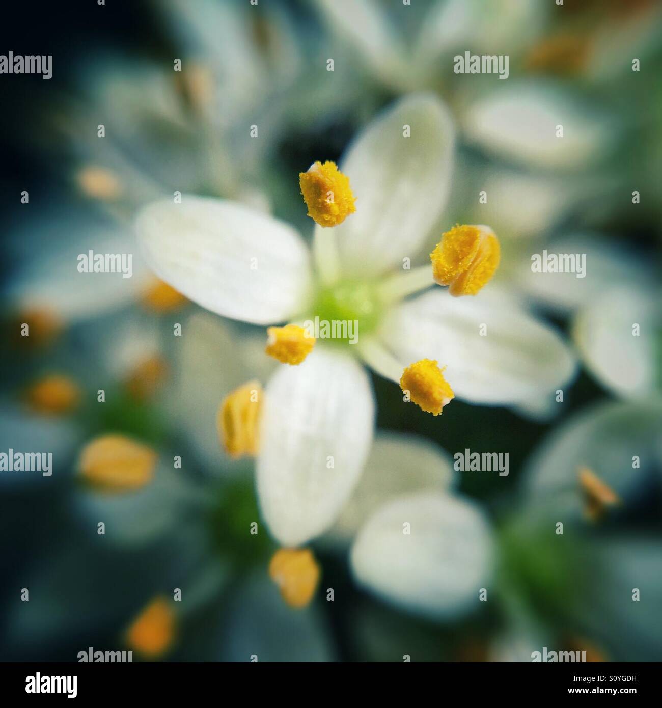 Bees Eye View High Resolution Stock Photography and Images - Alamy