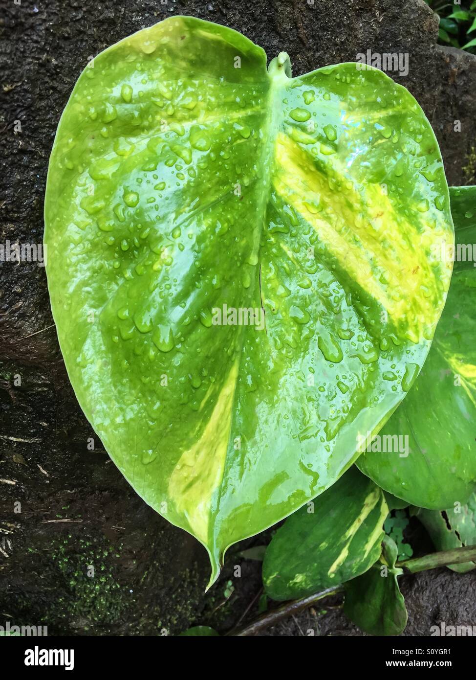 Pothos green leaf hi-res stock photography and images - Alamy