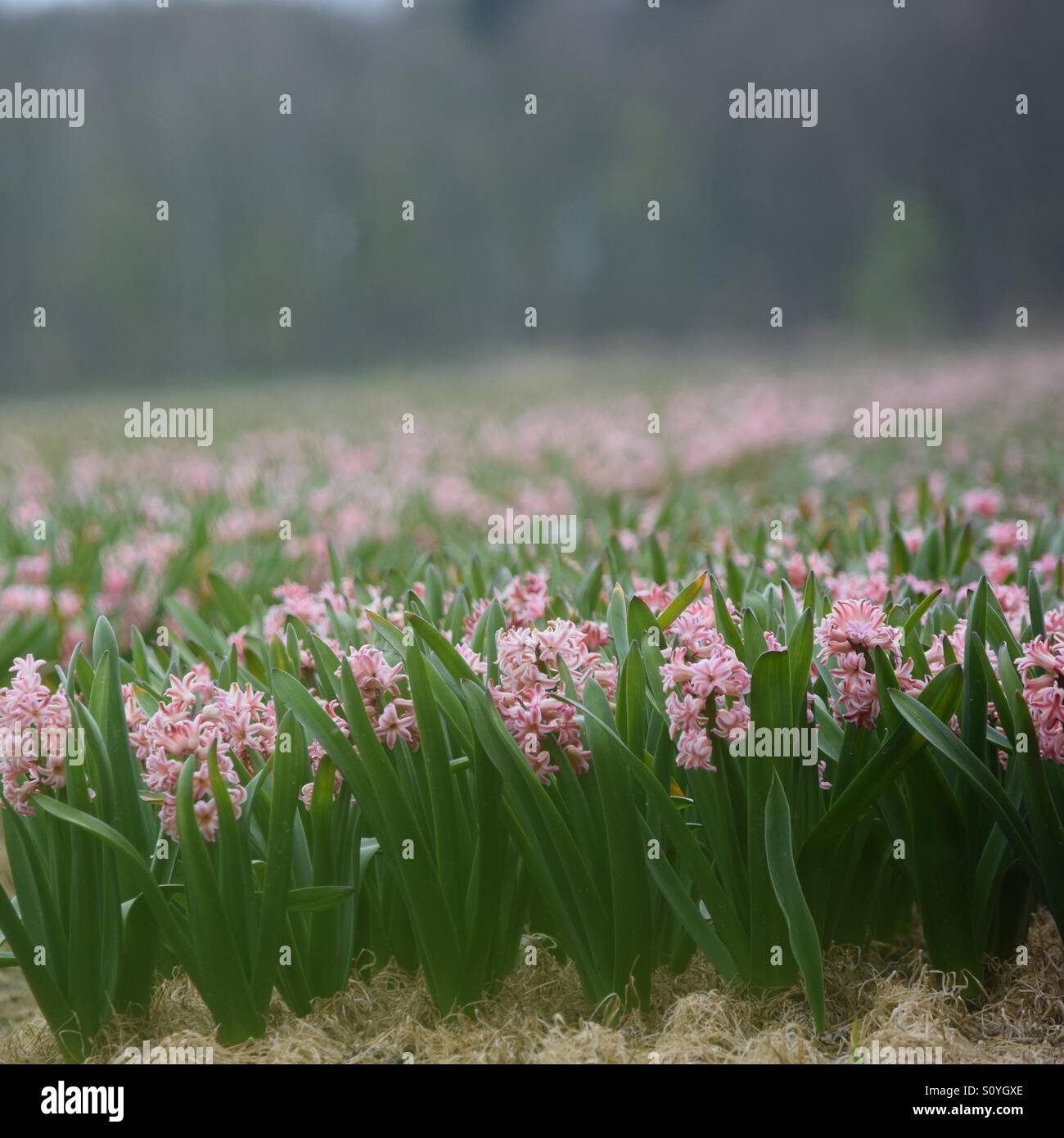 Field hyacinths hi-res stock photography and images - Alamy