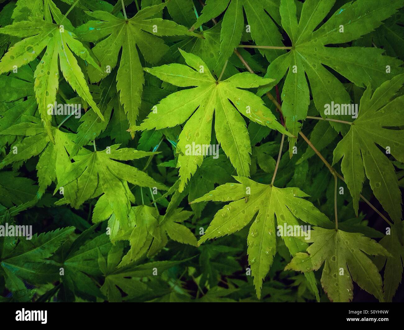 Green japanese leaves pattern. Acer japonicum leaves Stock Photo - Alamy