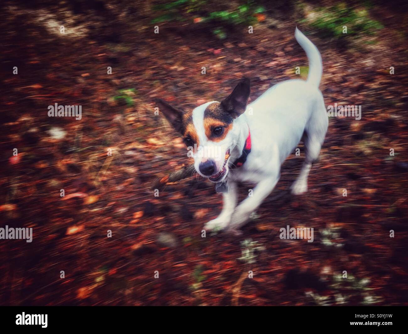 Dog running towards camera with a stick in the mouth. Fall colours ...