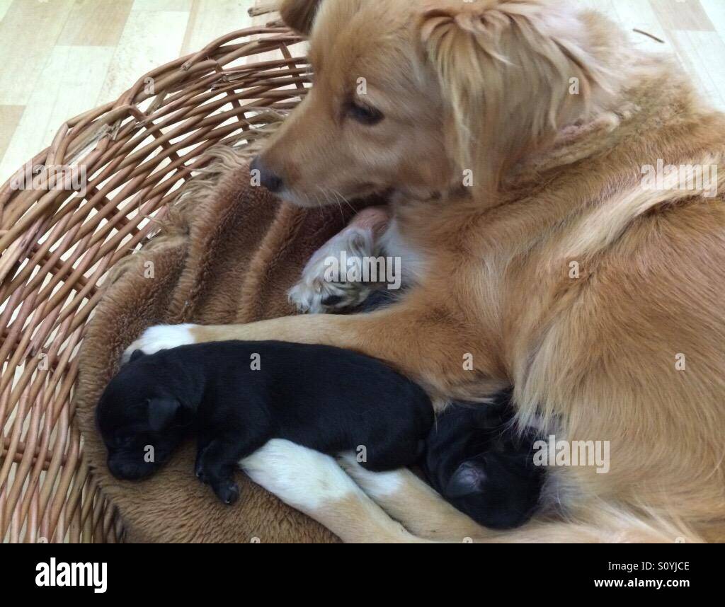Newborn puppies mother hi-res stock photography and images - Alamy