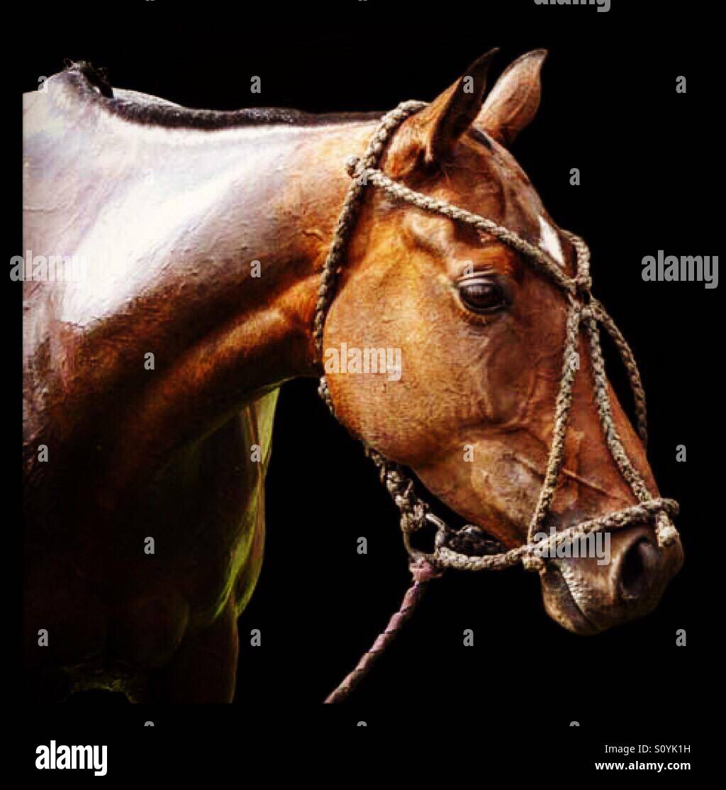 Hot polo pony hi-res stock photography and images - Alamy