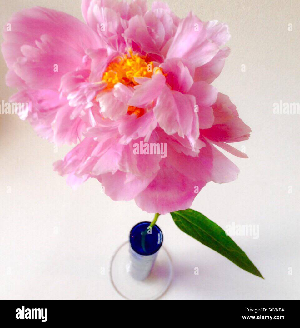 Singular peony flower Stock Photo - Alamy