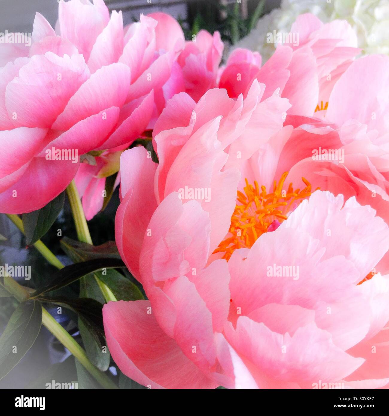 Blossom peonies hi-res stock photography and images - Alamy