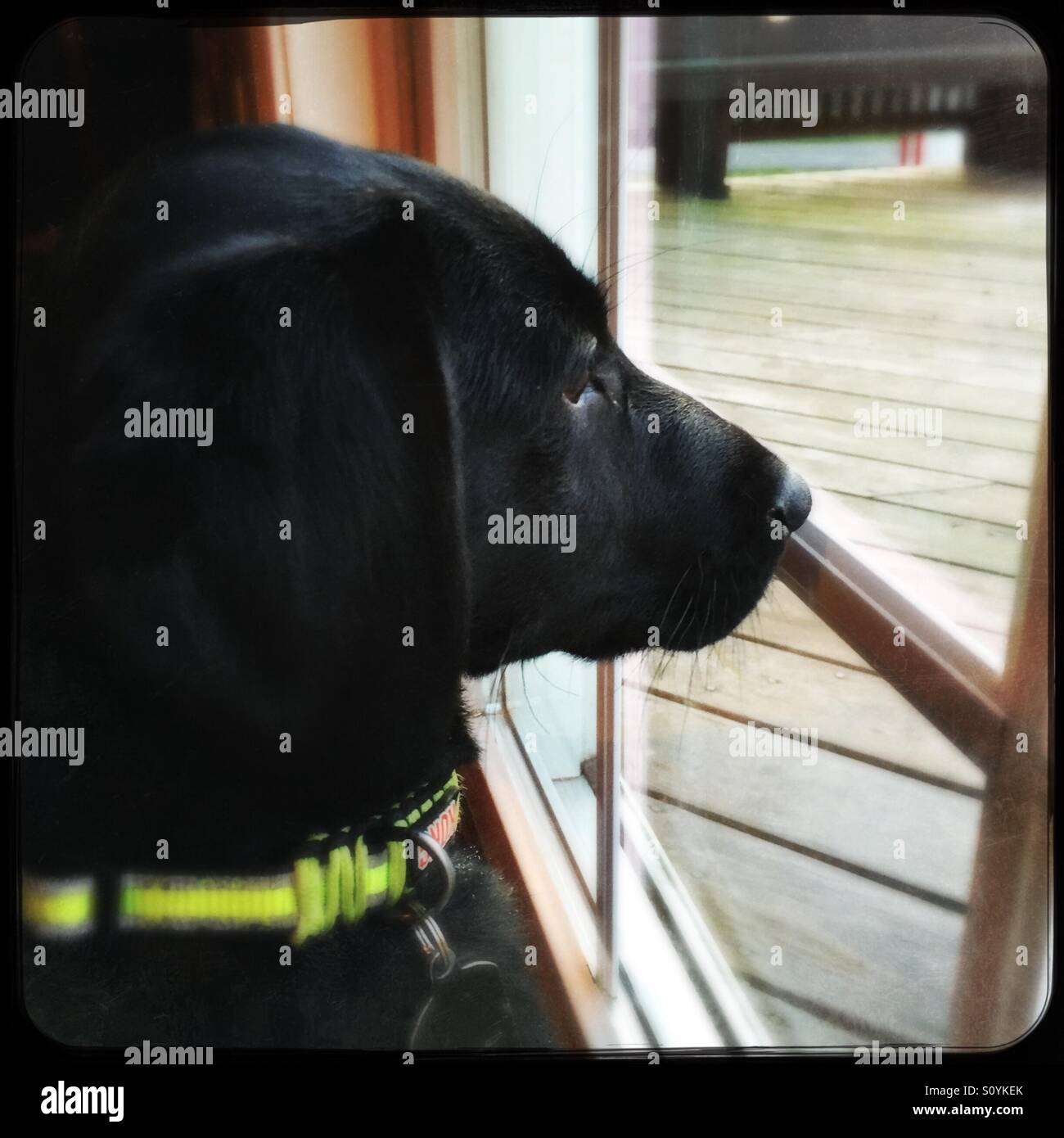 Black lab puppy gazing out of window at the back deck Stock Photo - Alamy