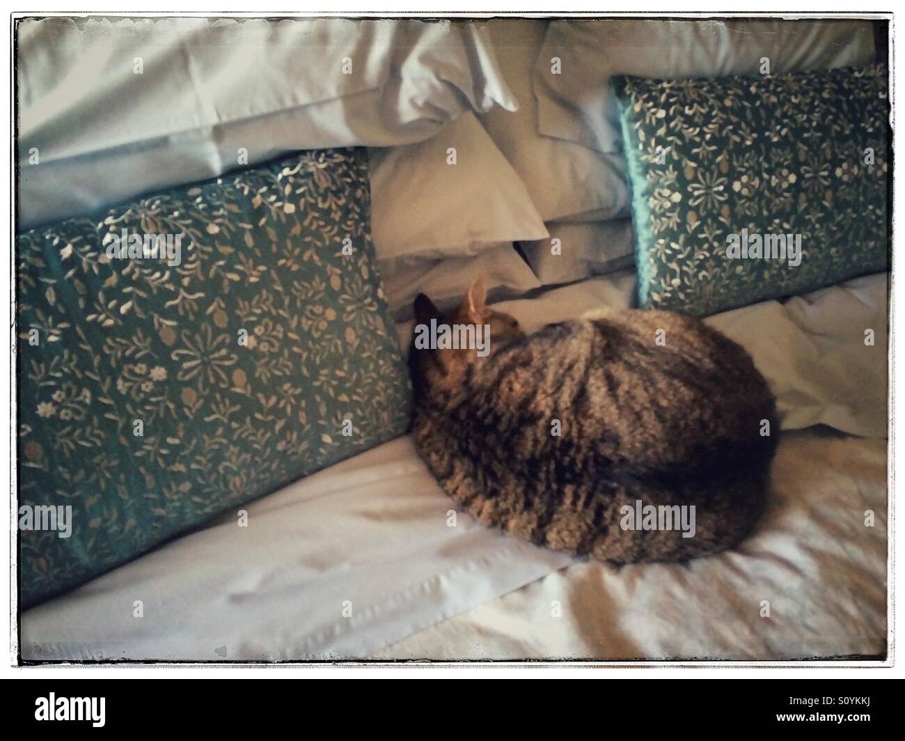 Cat curled up on bed Stock Photo - Alamy