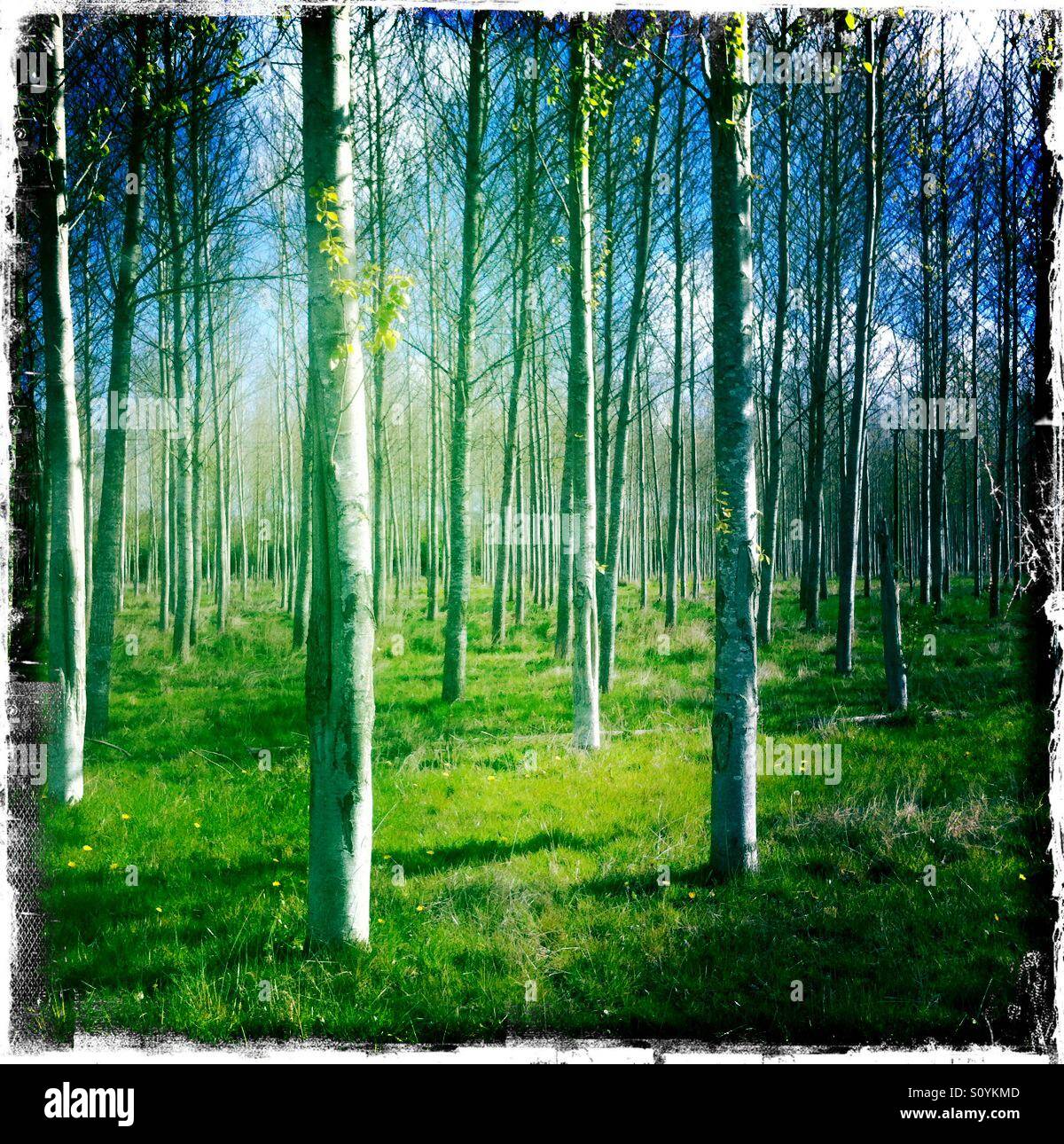 Poplar plantation in spring Stock Photo - Alamy