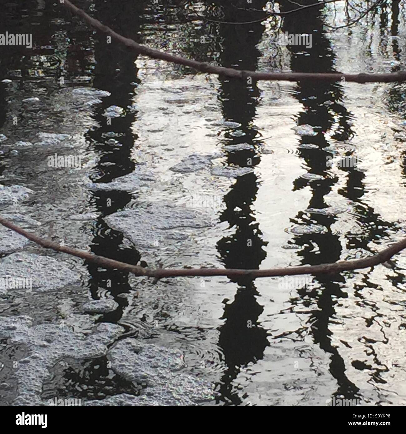 Stream branches hi-res stock photography and images - Alamy