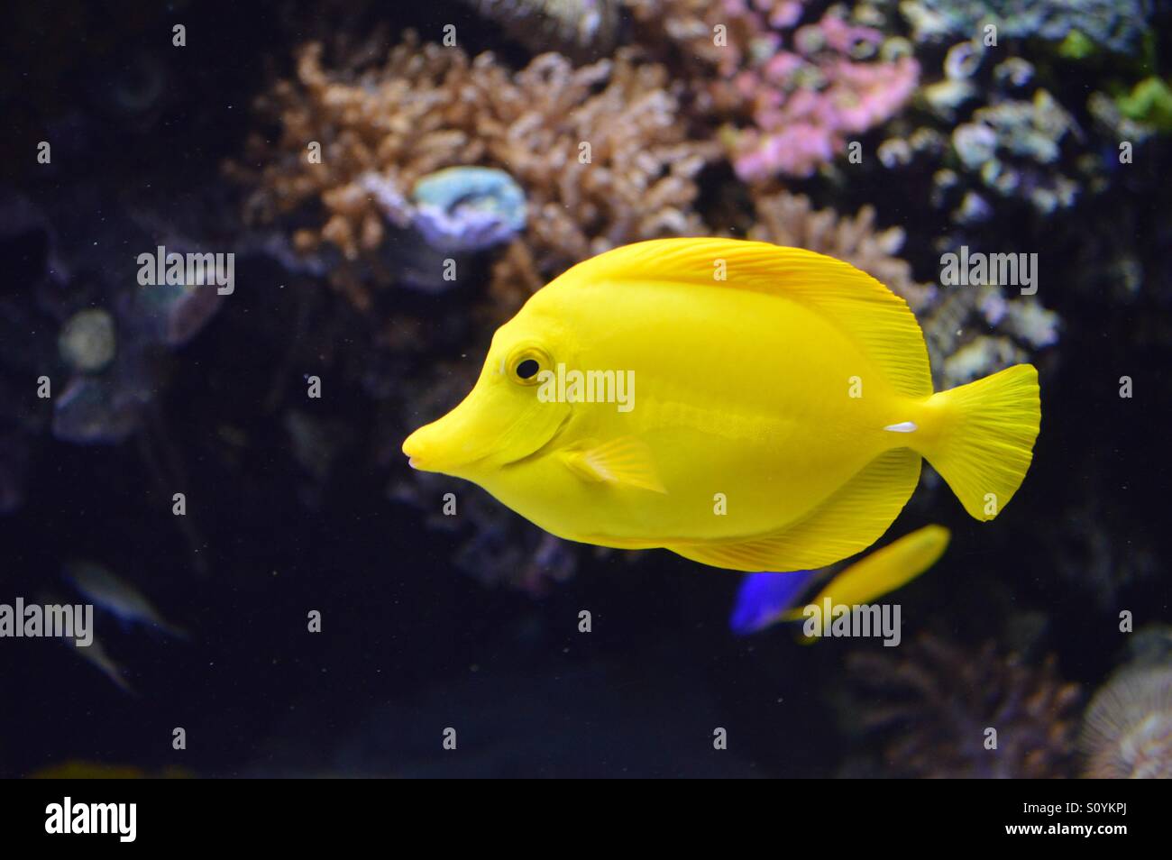 Fins are yellow hi-res stock photography and images - Alamy