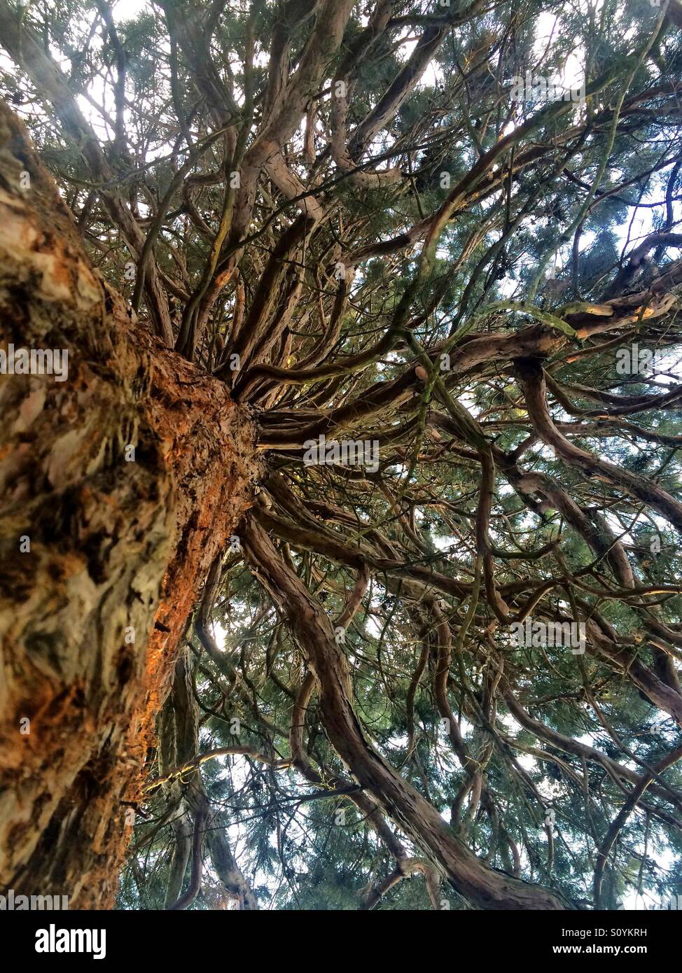 Biggest tree hi-res stock photography and images - Alamy