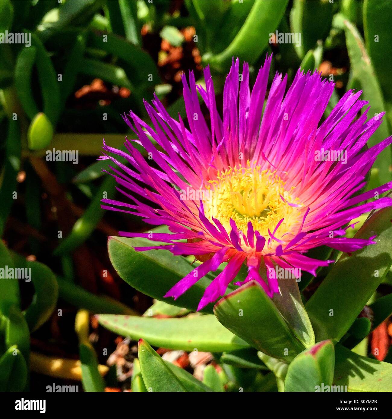 Ice plant flower hi-res stock photography and images - Alamy