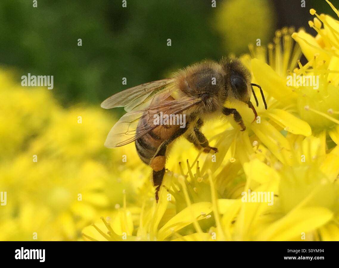Beautiful bee hi-res stock photography and images - Alamy