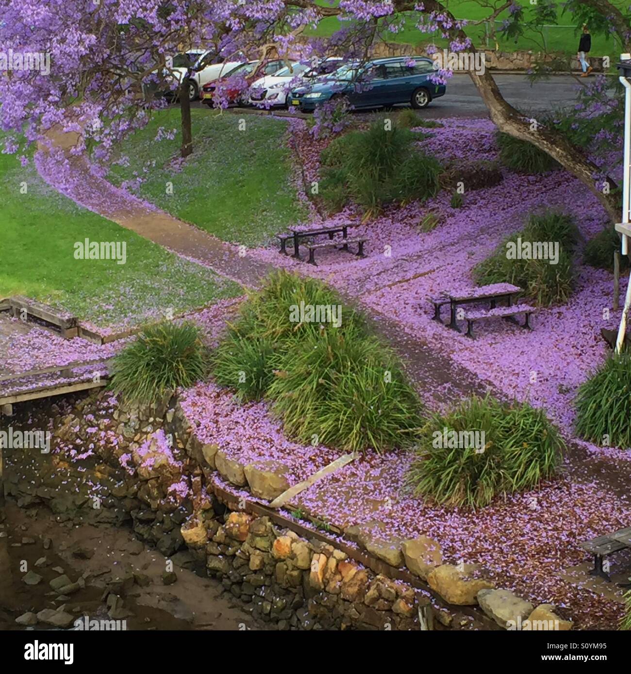 Jacaranda petals hi-res stock photography and images - Alamy