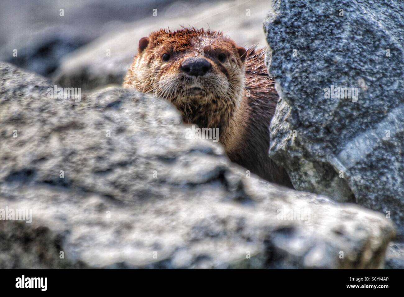 Peek a boo Stock Photo - Alamy
