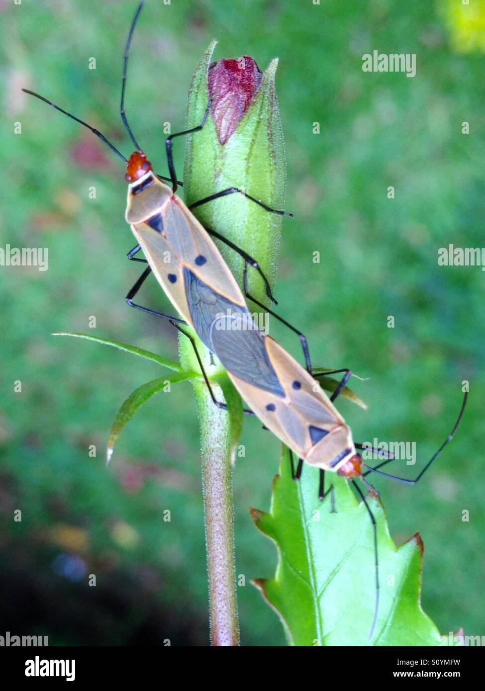 Uncommon insects hi-res stock photography and images - Alamy