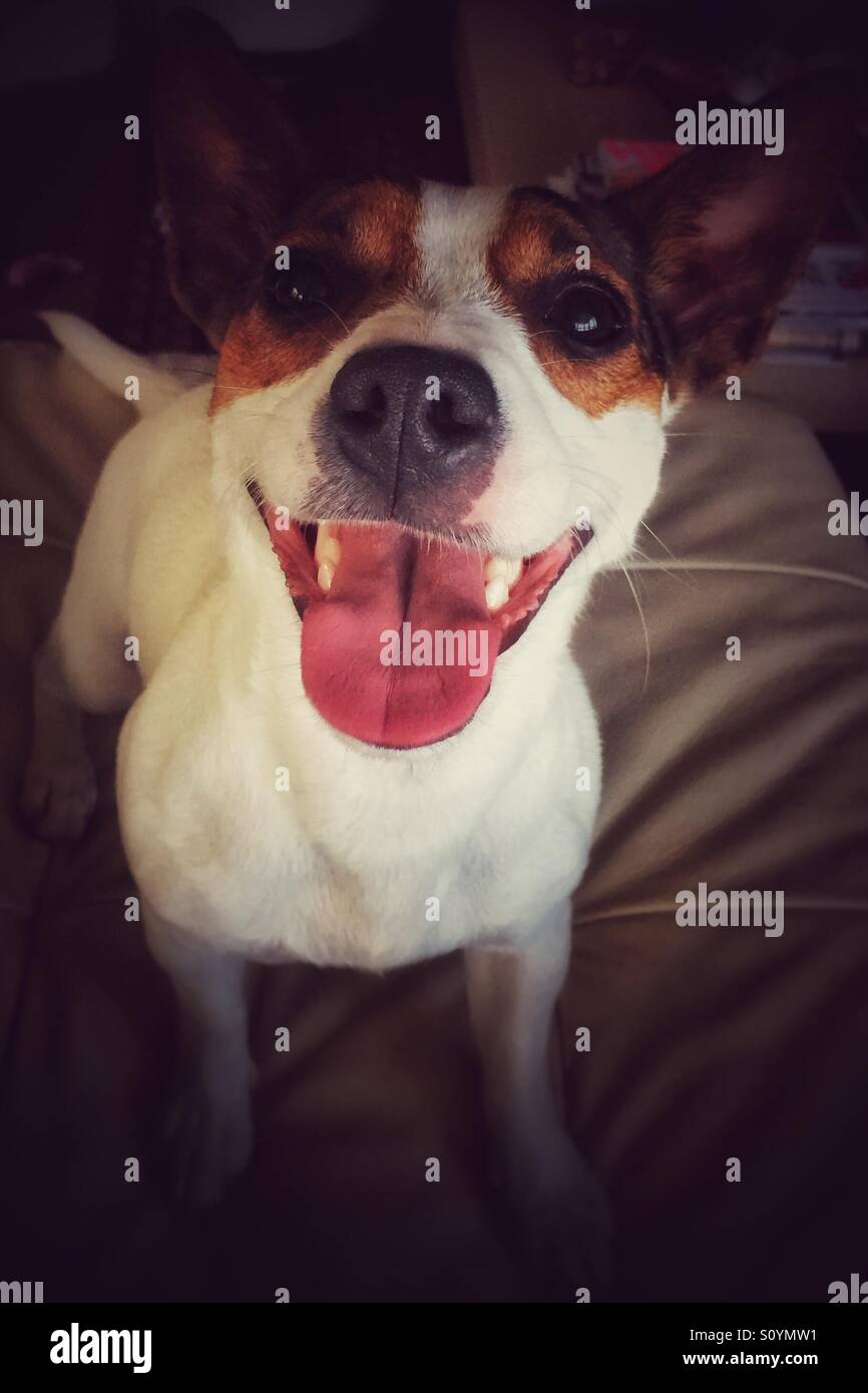 Smiling Corgi With Big Teeth