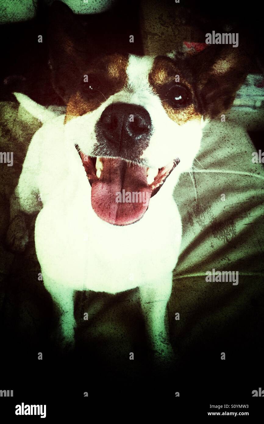 Happy dog looking at the camera smiling Stock Photo - Alamy