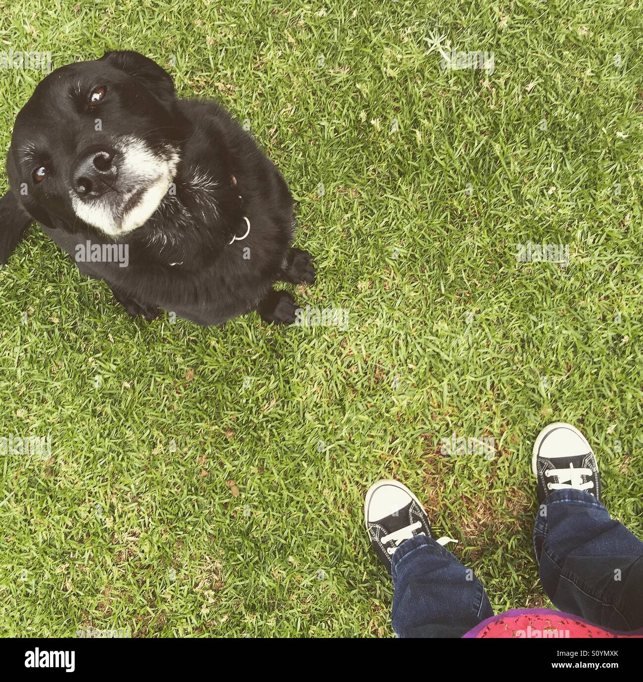 Labrador feet hi-res stock photography and images - Alamy