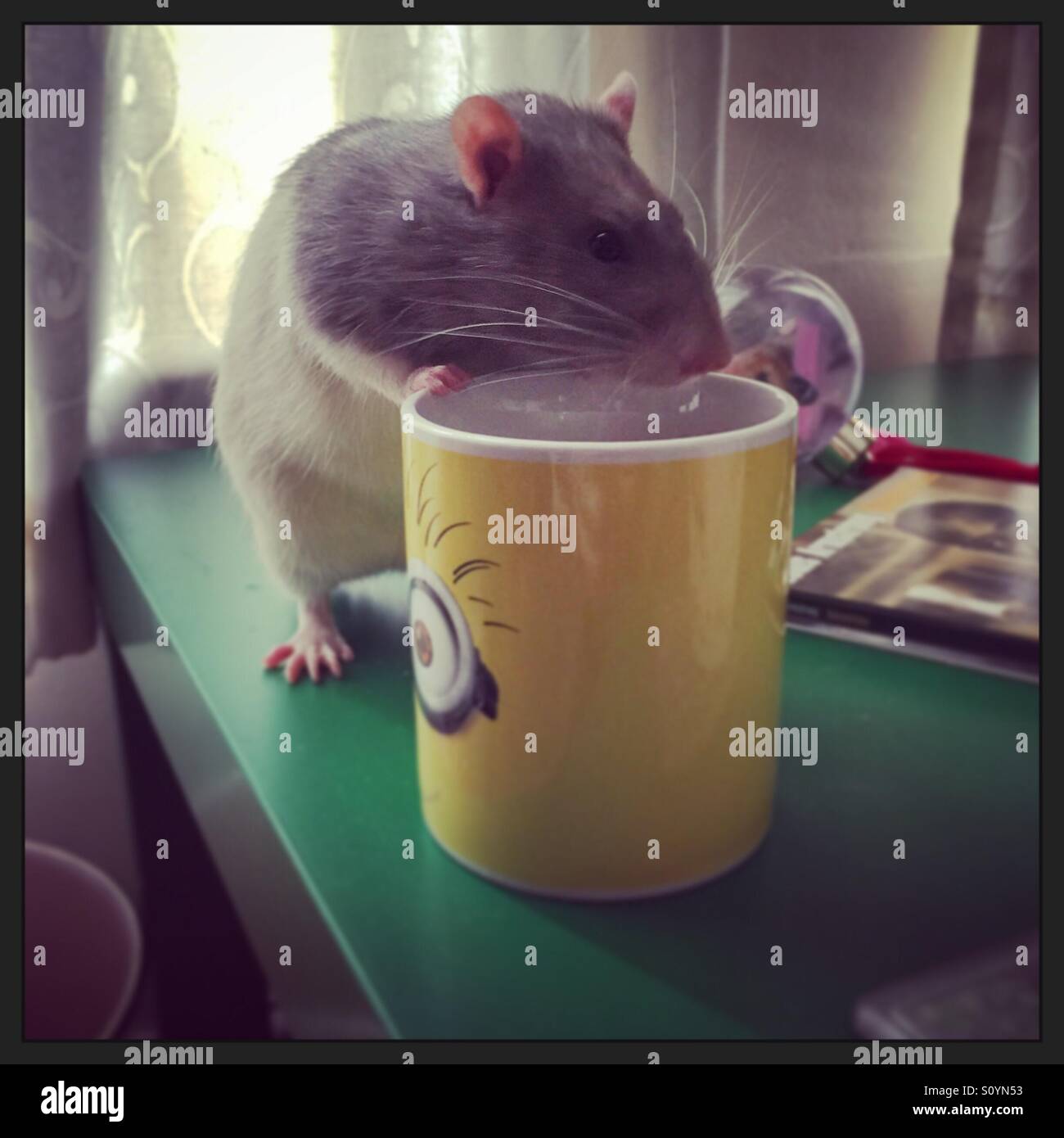 Fancy rat drinking decaf tea from his own mug Stock Photo - Alamy