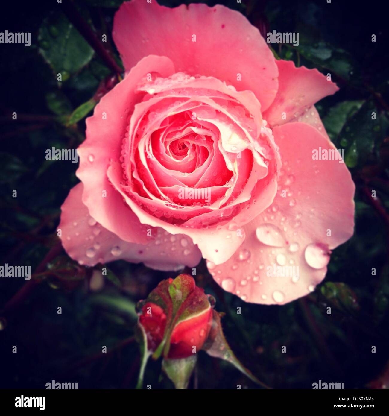Pink rose with rain drops hi-res stock photography and images - Alamy
