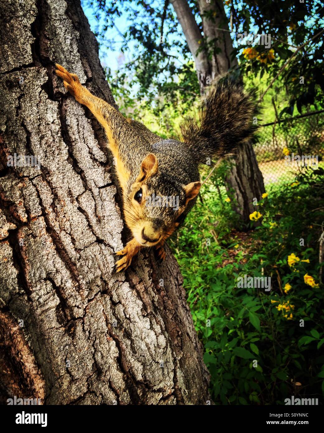 Beach squirrel hi-res stock photography and images - Alamy